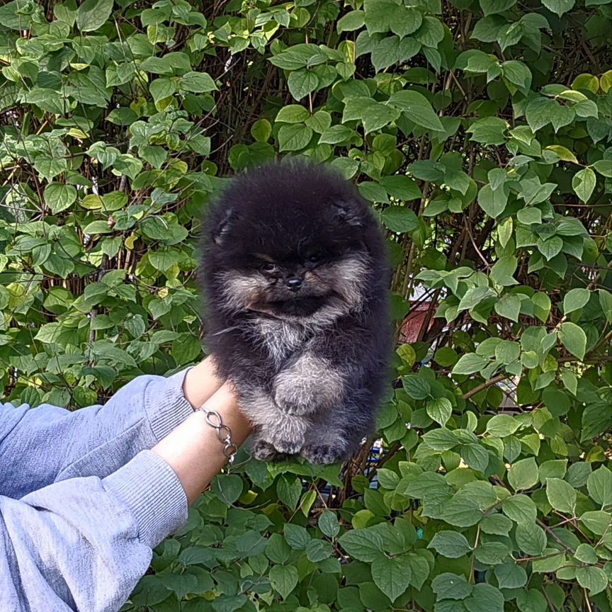 Шикарный черно подпалый померанец