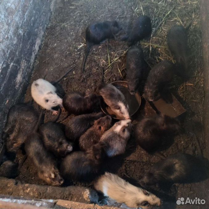 Нутрии на племя