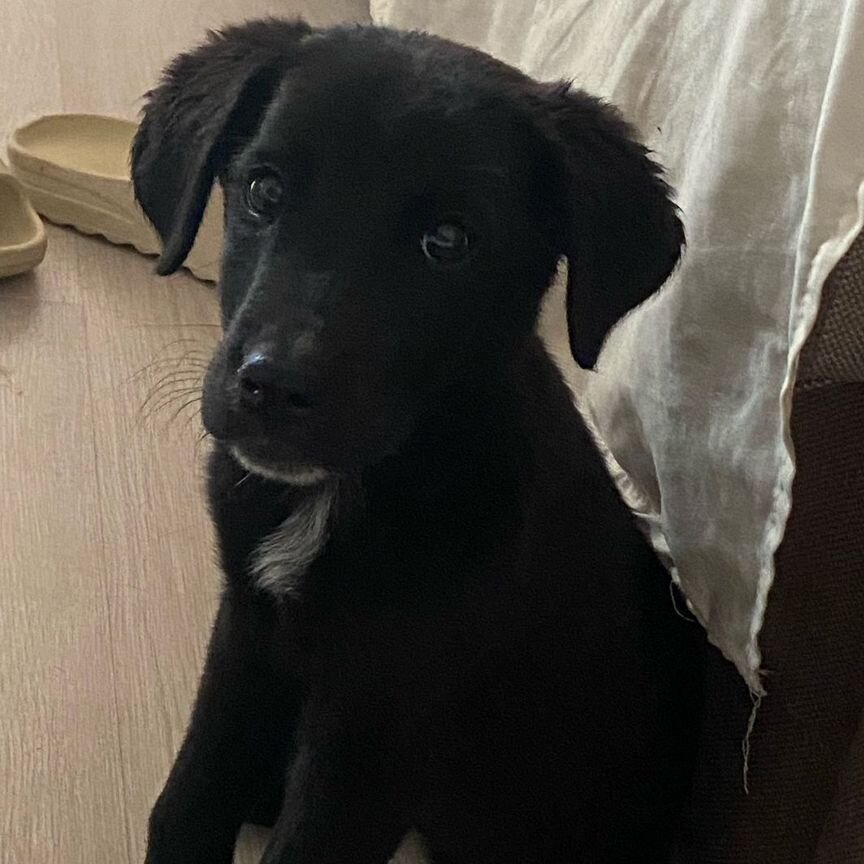Лабрадор-ретривер, щенок