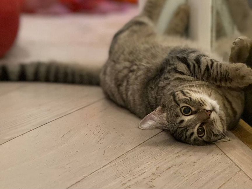 Кот в добрые руки
