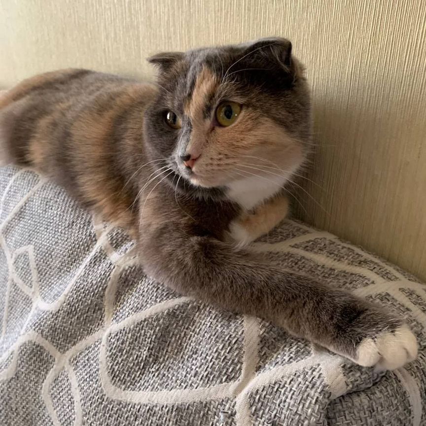 Кошка