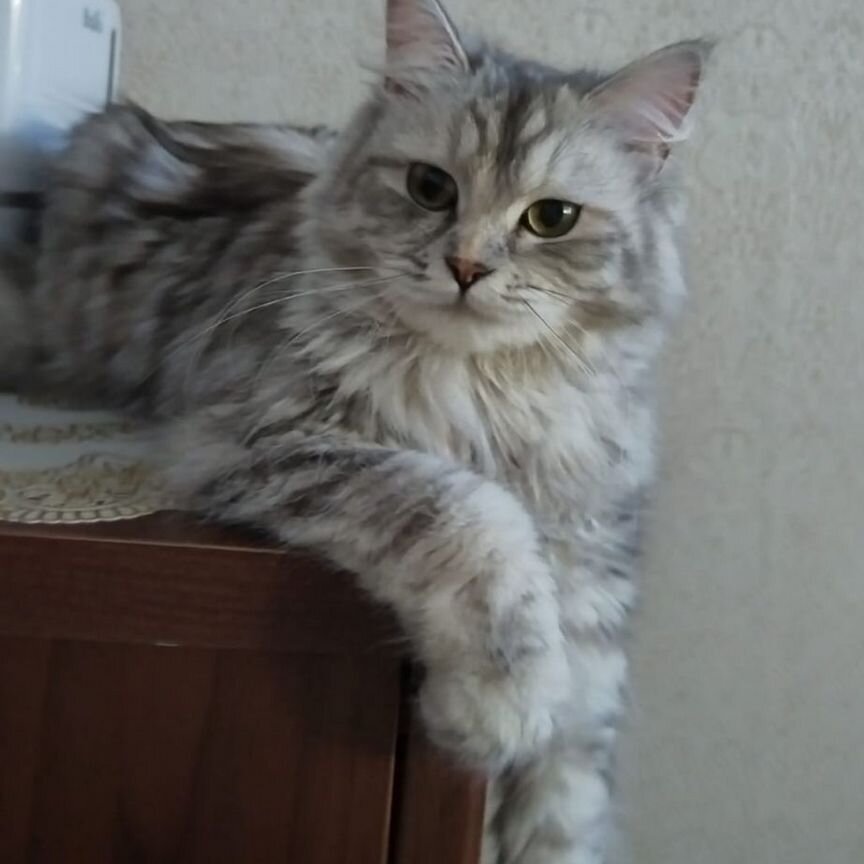 Кошка