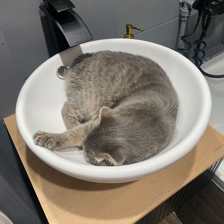 Шотландский вислоухий короткошёрстный, взрослый кот