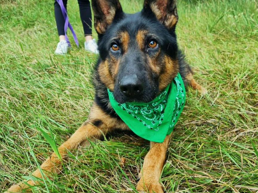 Овчар стрессует в приюте