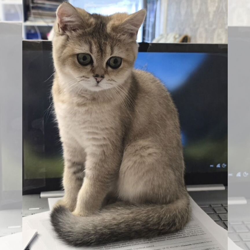 Британский короткошёрстный котёнок