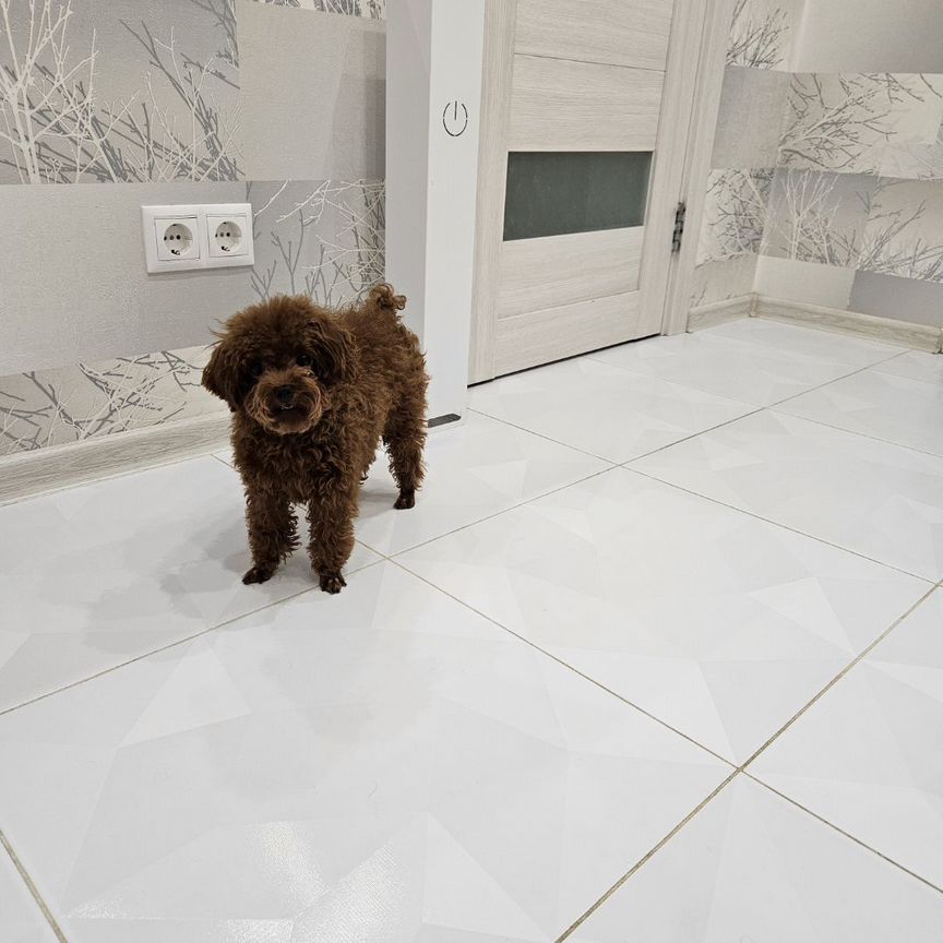 Продаётся той-пудель