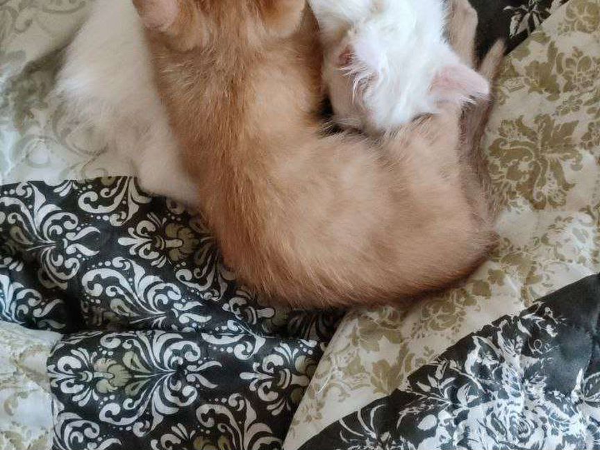 Кошки в добрые руки