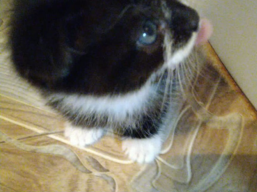 Шотландские вислоухие котята