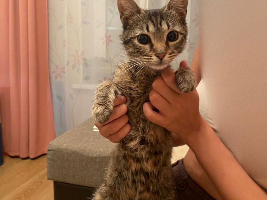 Ласковая кошечка-подросток ищет родителей