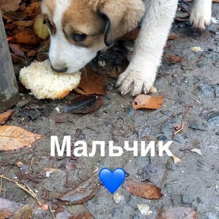 Спасите щенка от смерти