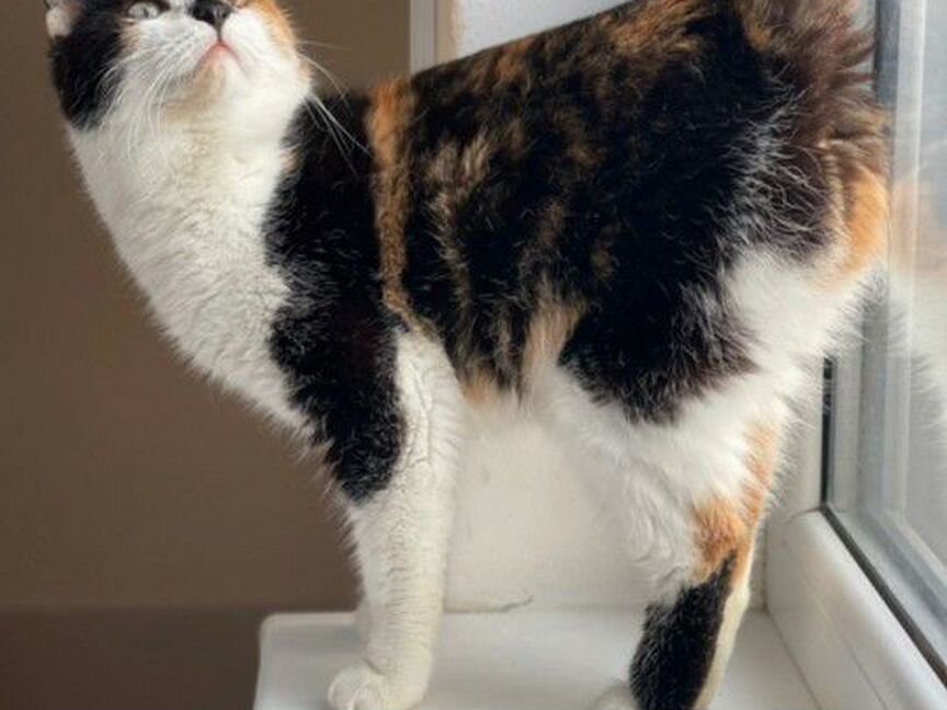 Особенная кошечка