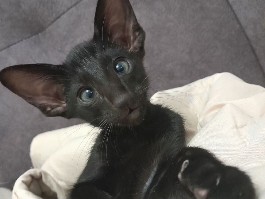 Ориентальный мальчик