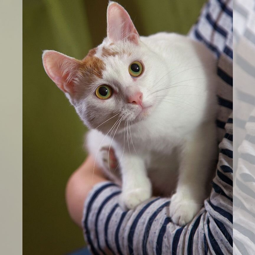Ищет дом молодой котик Кирюша