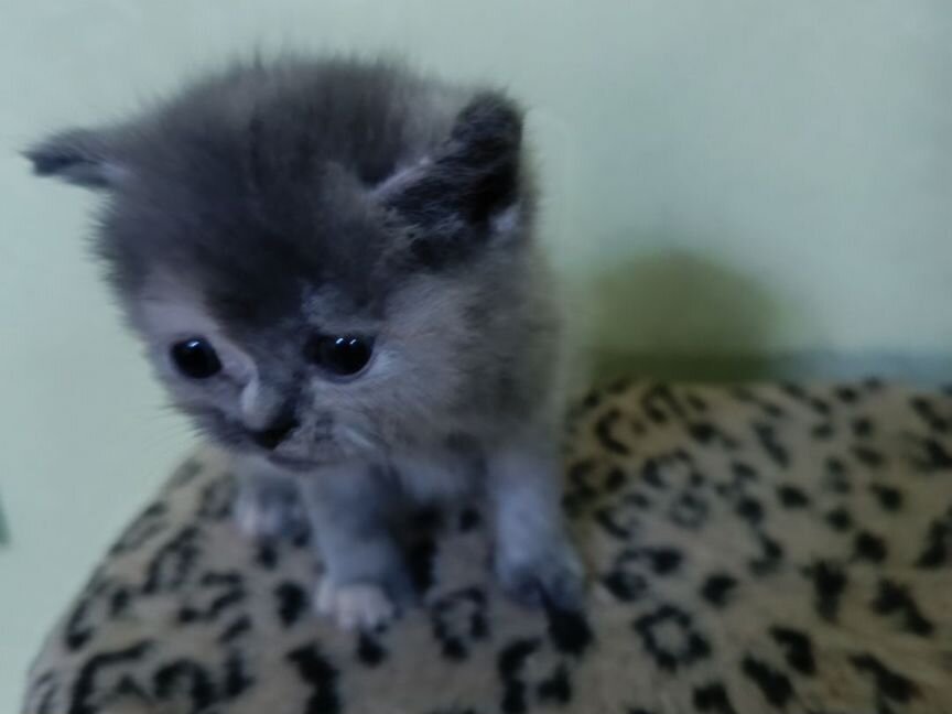 Шотландские котята