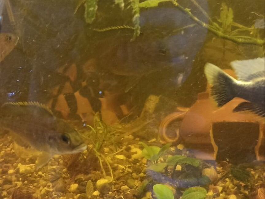 Хаплохромис васильковый