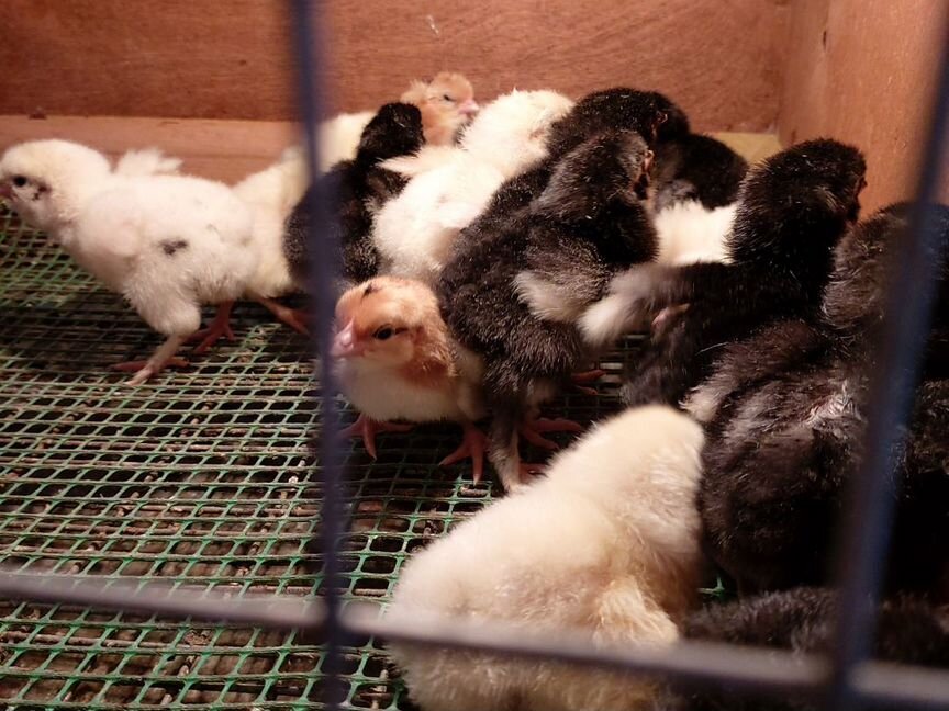 Цыплята разного возраста