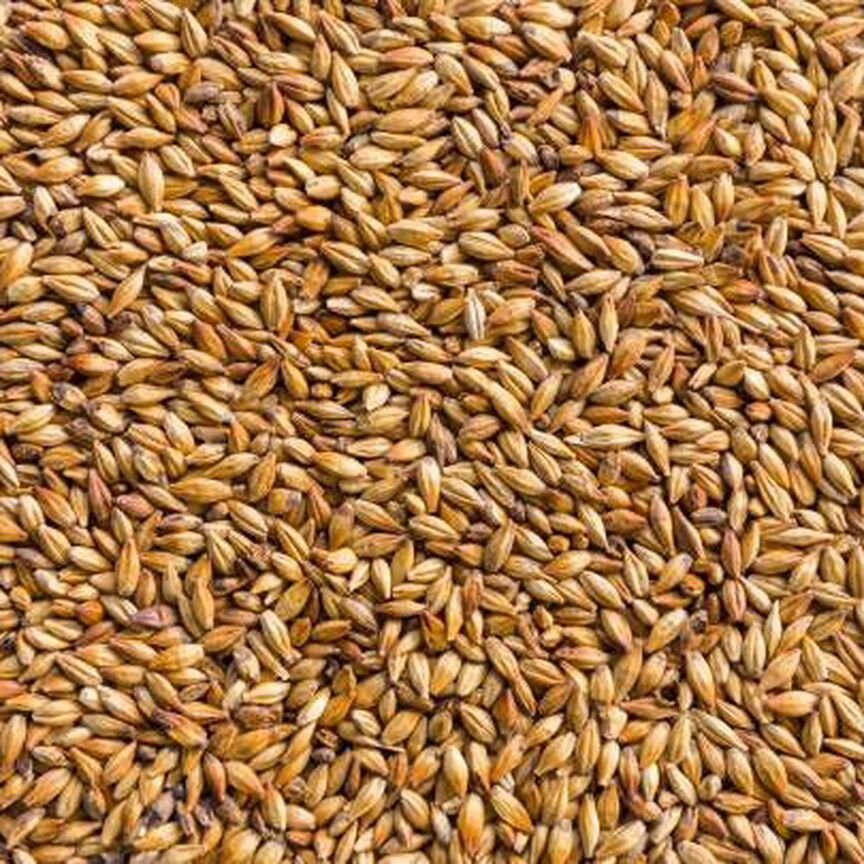 Ячмень оптом