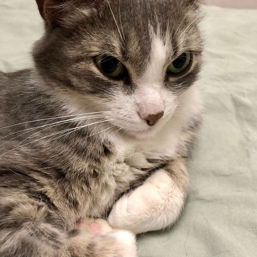 Ласковая изящная кошечка Лаванда очень ищет дом