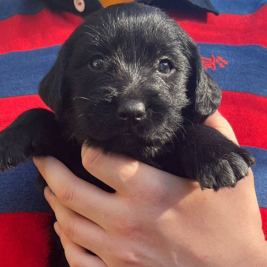 Щенок в добрые руки