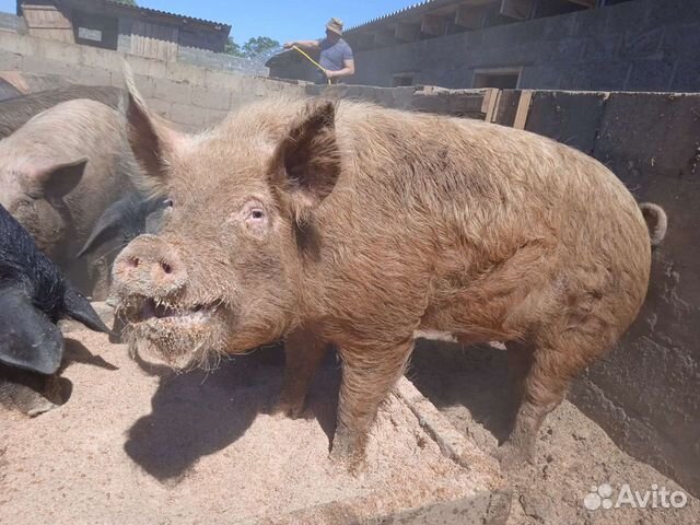 Кабан производитель