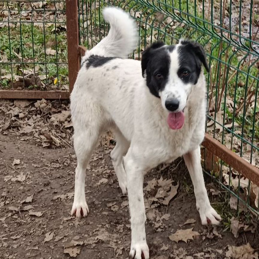 Взрослая собака в добрые руки