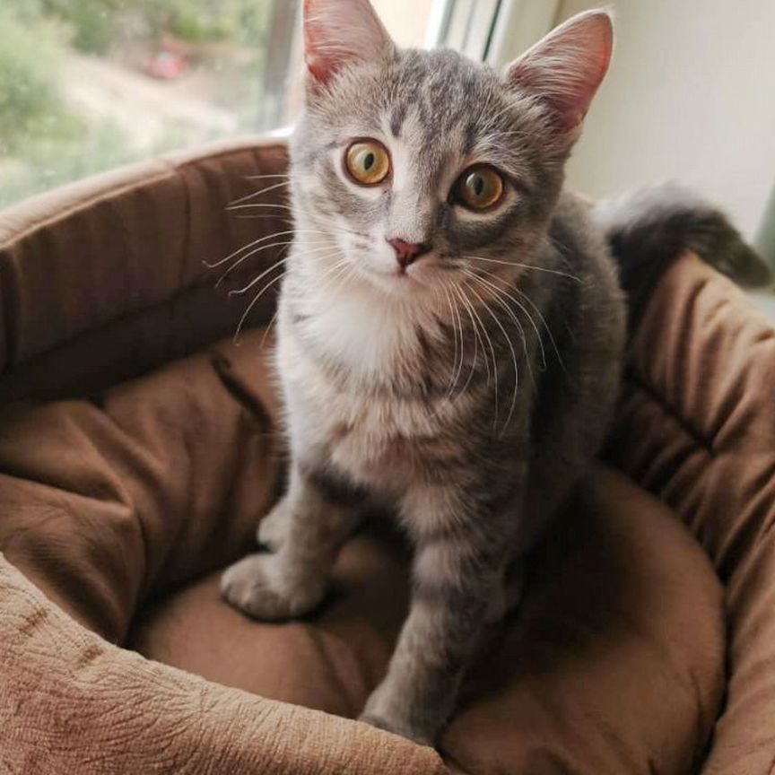 Котенок