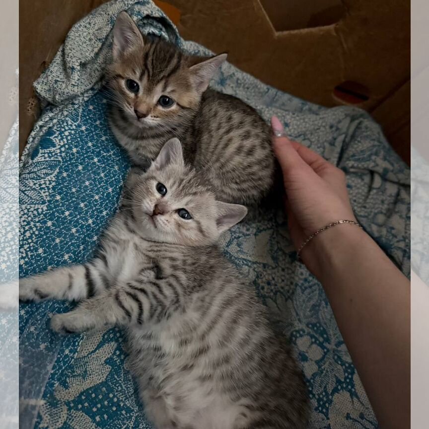 Шотландский вислоухий длинношёрстный котёнок