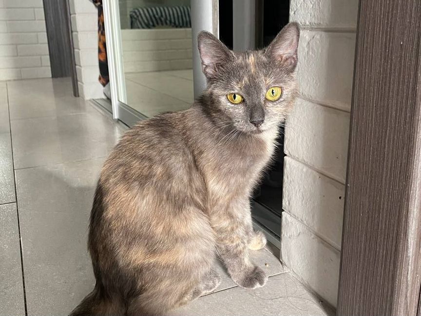 Котенок скромная мышка
