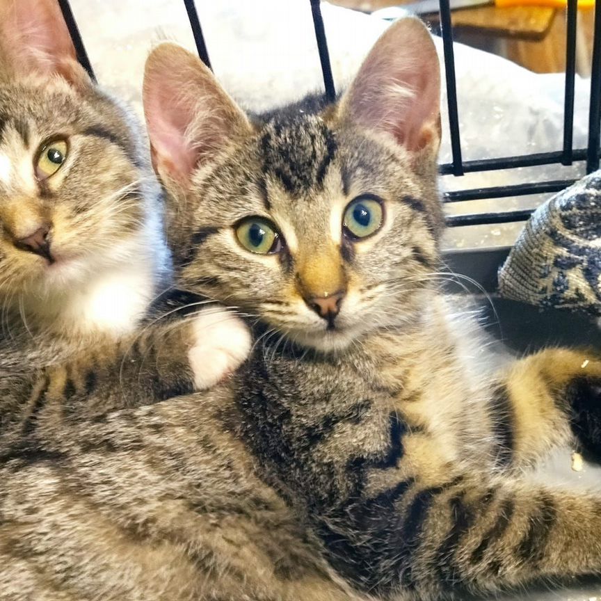 Котята ждут дом