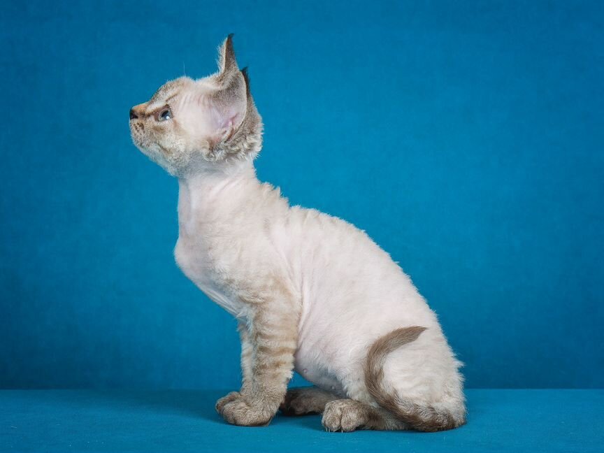 Котята девон-рекс