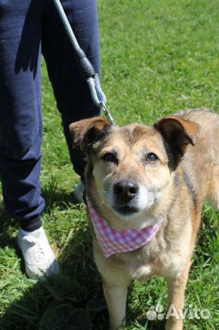 Грушу никто не замечает