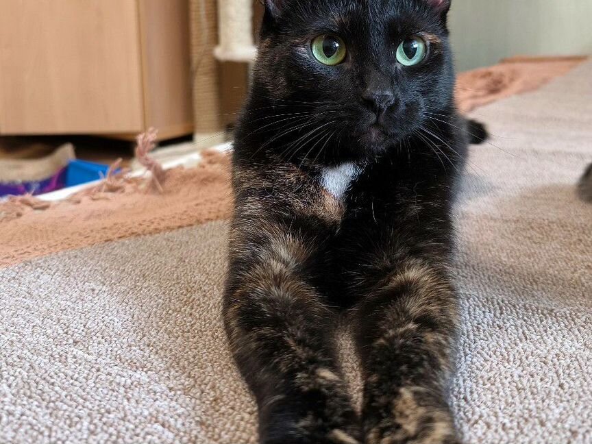 Особенная кошка ищет дом