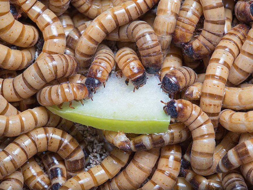 Личинка жука зоофобуса