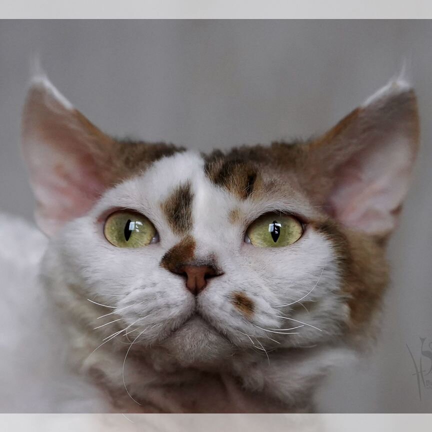 Девон-рекс, взрослый кот