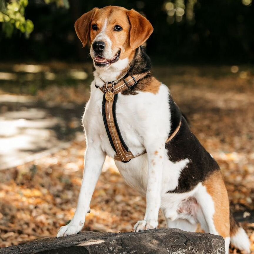 Русская пегая гончая, взрослый пёс