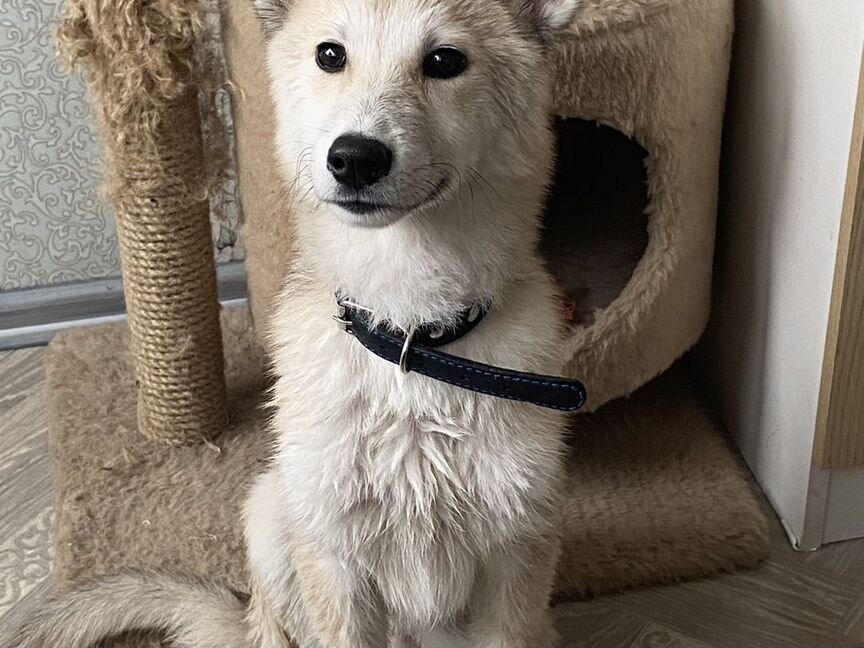 Сибирский хаски