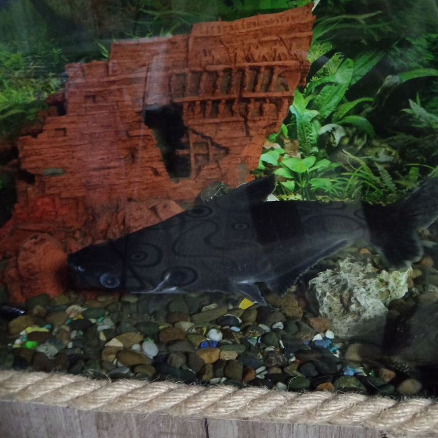 Продам большие в большой аквариум