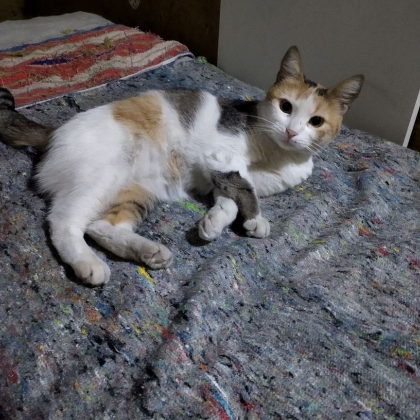 Кошка в добрые руки