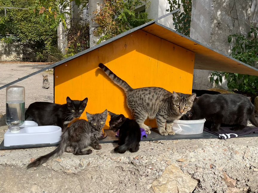 Котята в добрые руки