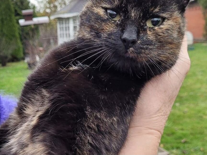 Кошка в добрые руки