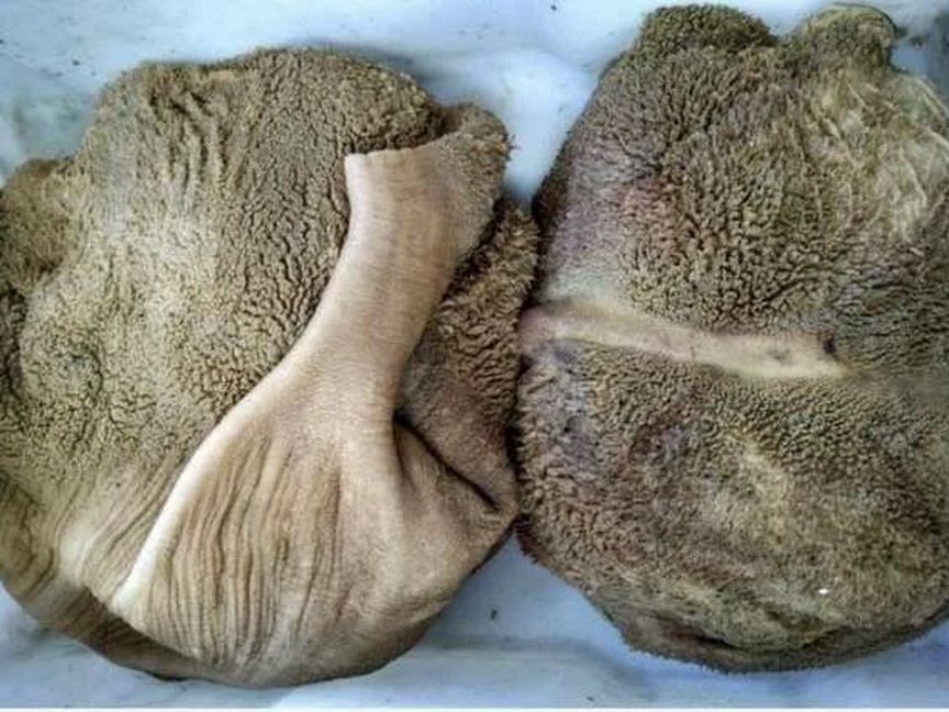 Говяжий рубец для собак. Субпродукты