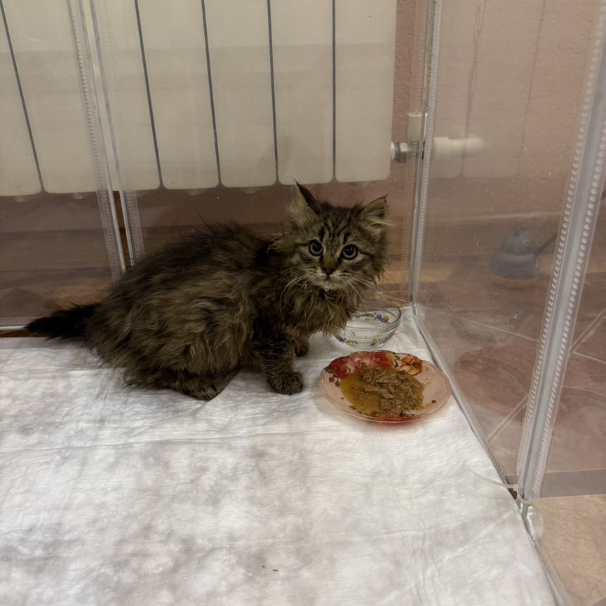 Отдам в добрые руки