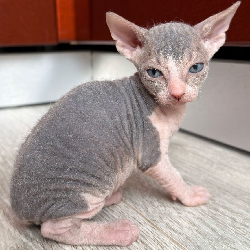 Канадский сфинкс котёнок