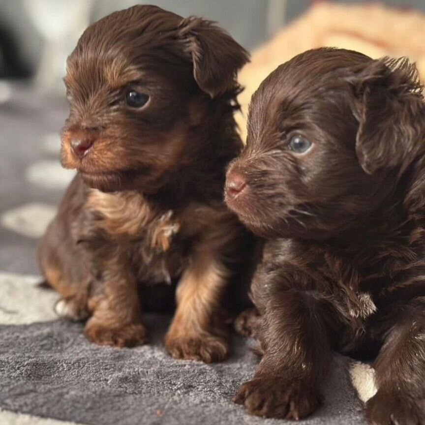 Йоркширский терьер щенки