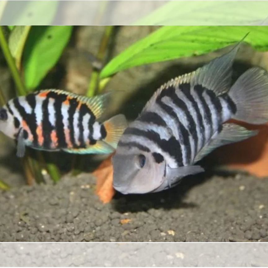 Цихлозома чернополосая и фламинго