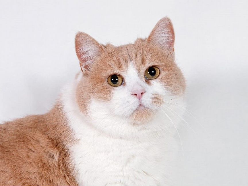 Кошечка Перси в добрые руки