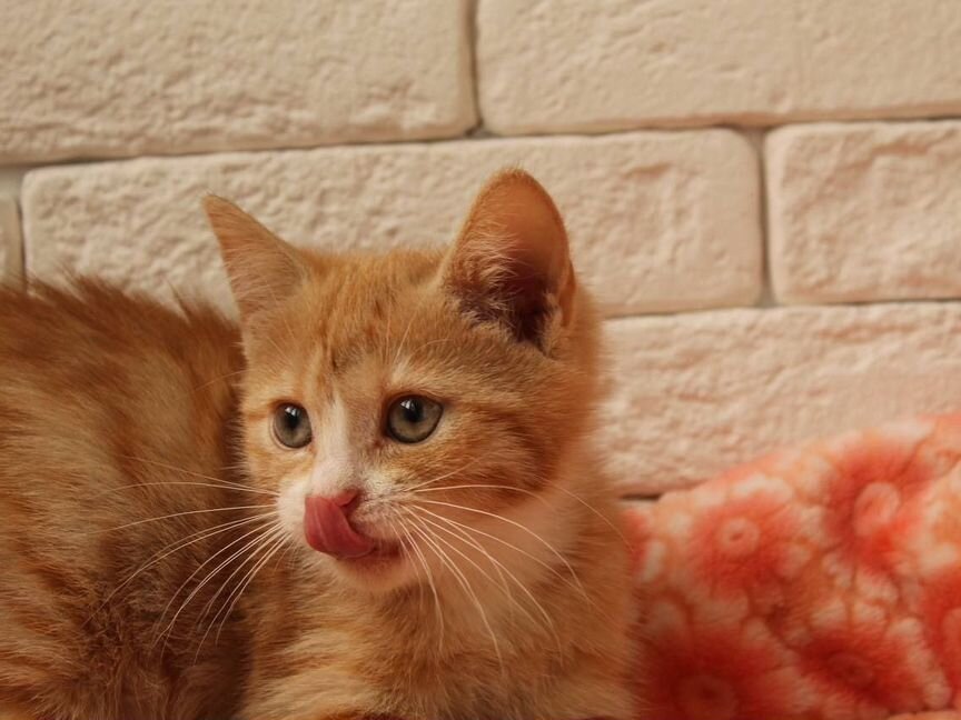Рыжий котенок