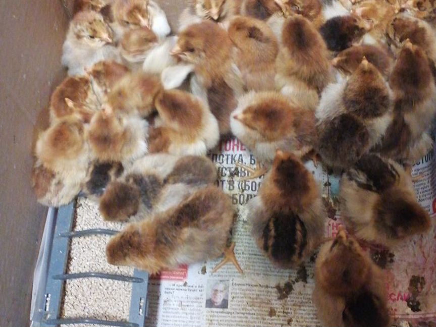 Продам цыплят Кучинская юбилейная
