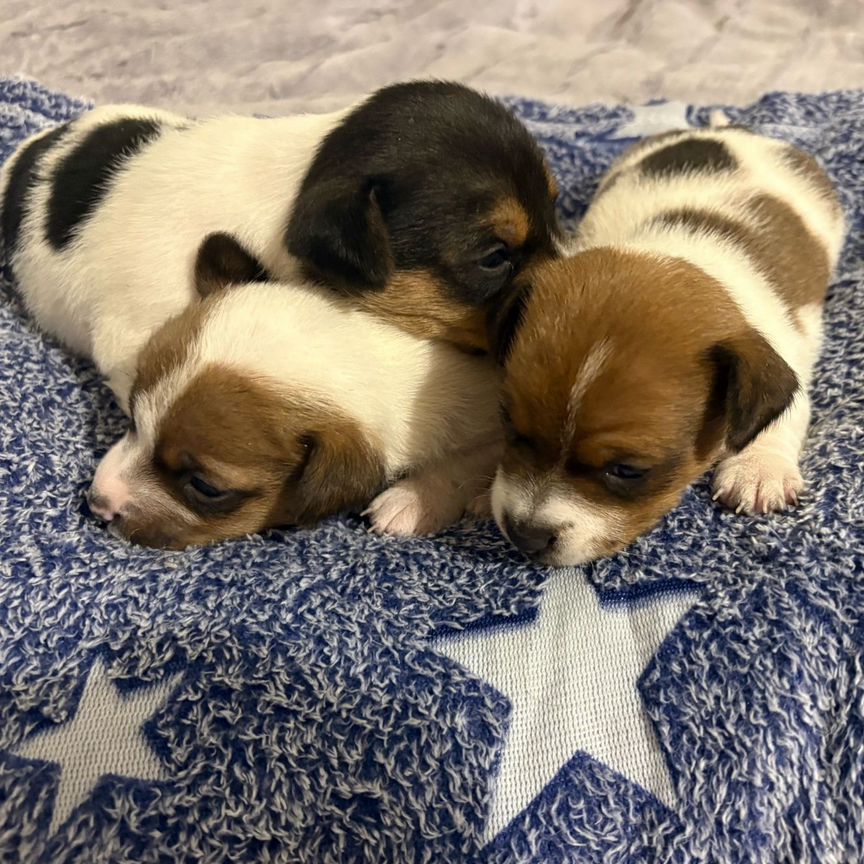 Джек-рассел-терьер, щенок