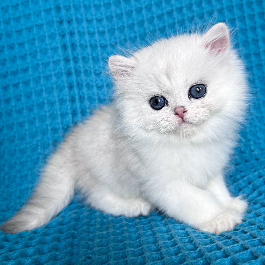 Персидская шиншилла, котенок